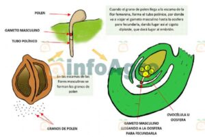 ¡Claro! Aquí tienes un posible título para tu artículo: La Importancia ...