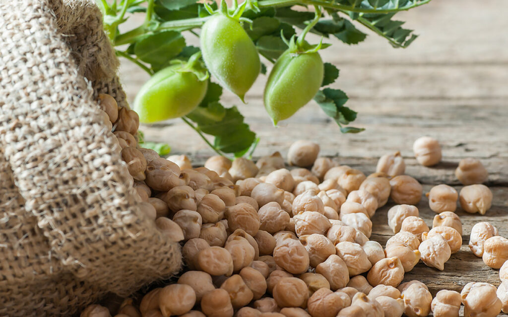 De Dónde Vienen y Salen los Garbanzos: Un Recorrido por su Origen y ...