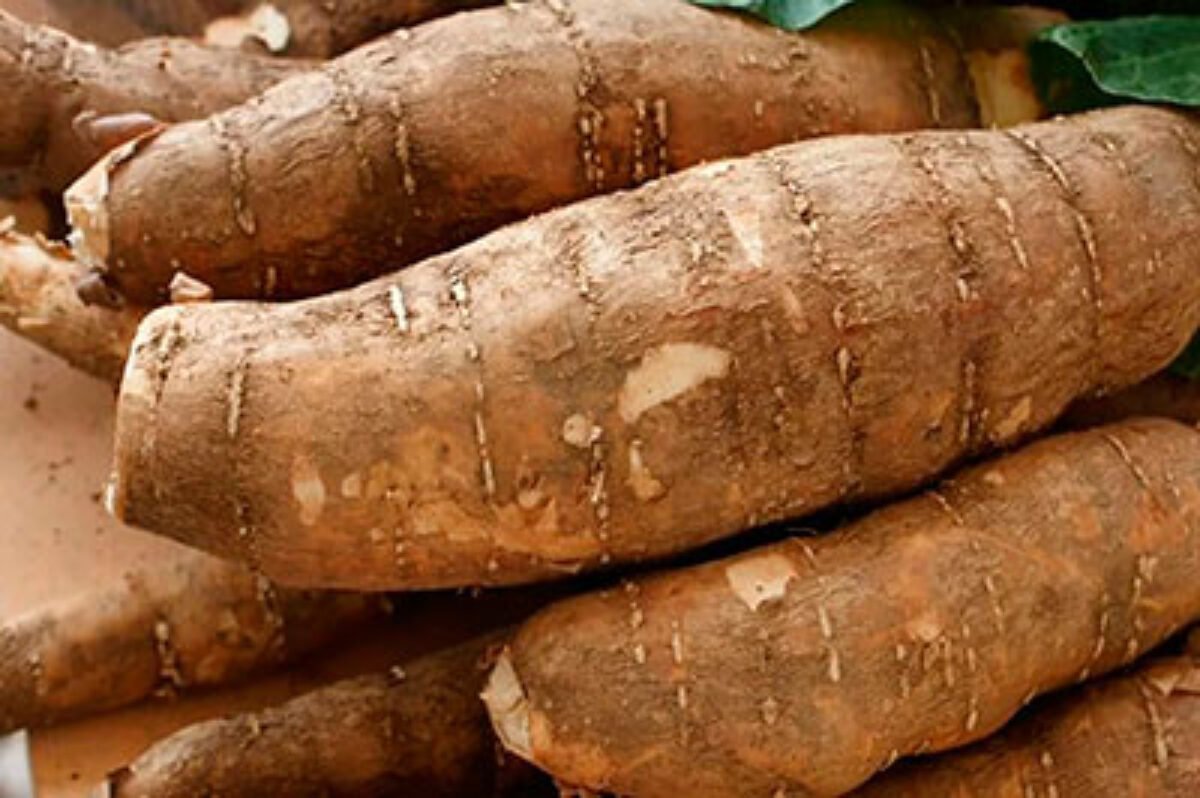 Dónde se Cultiva la Yuca en España: Descubre sus Principales Zonas de ...