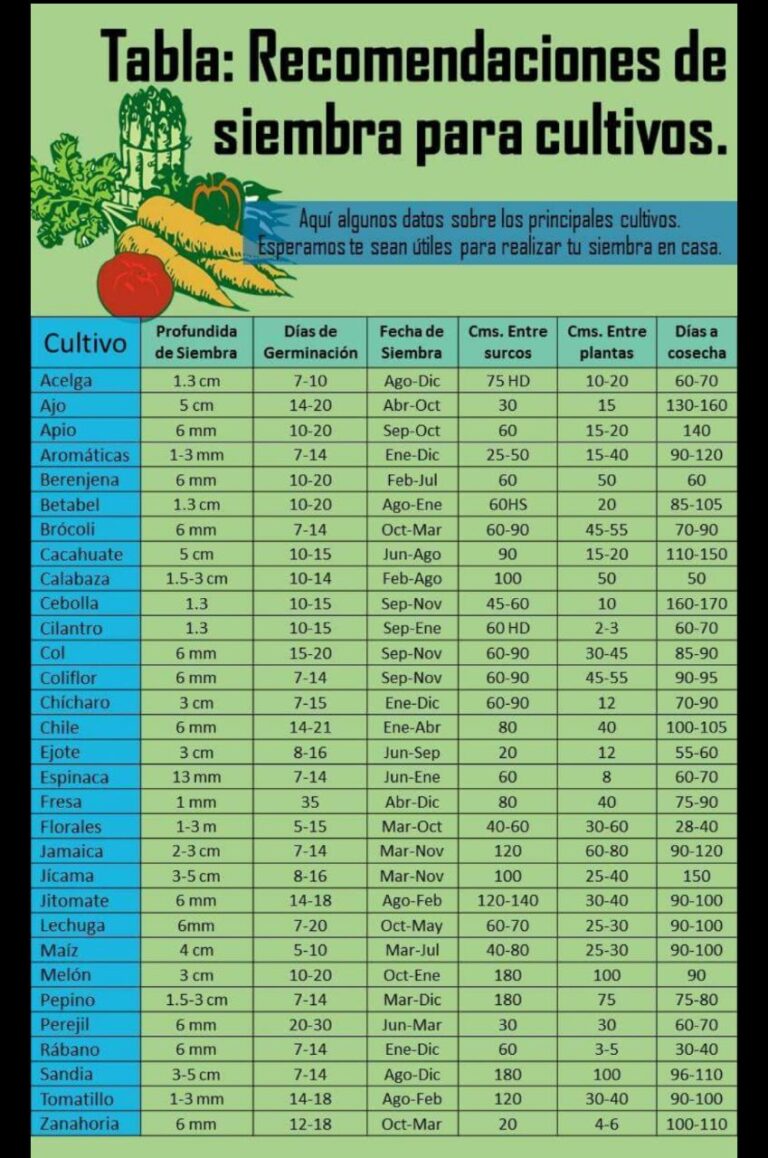 Dosis de siembra de yeros: consejos y recomendaciones para un cultivo ...
