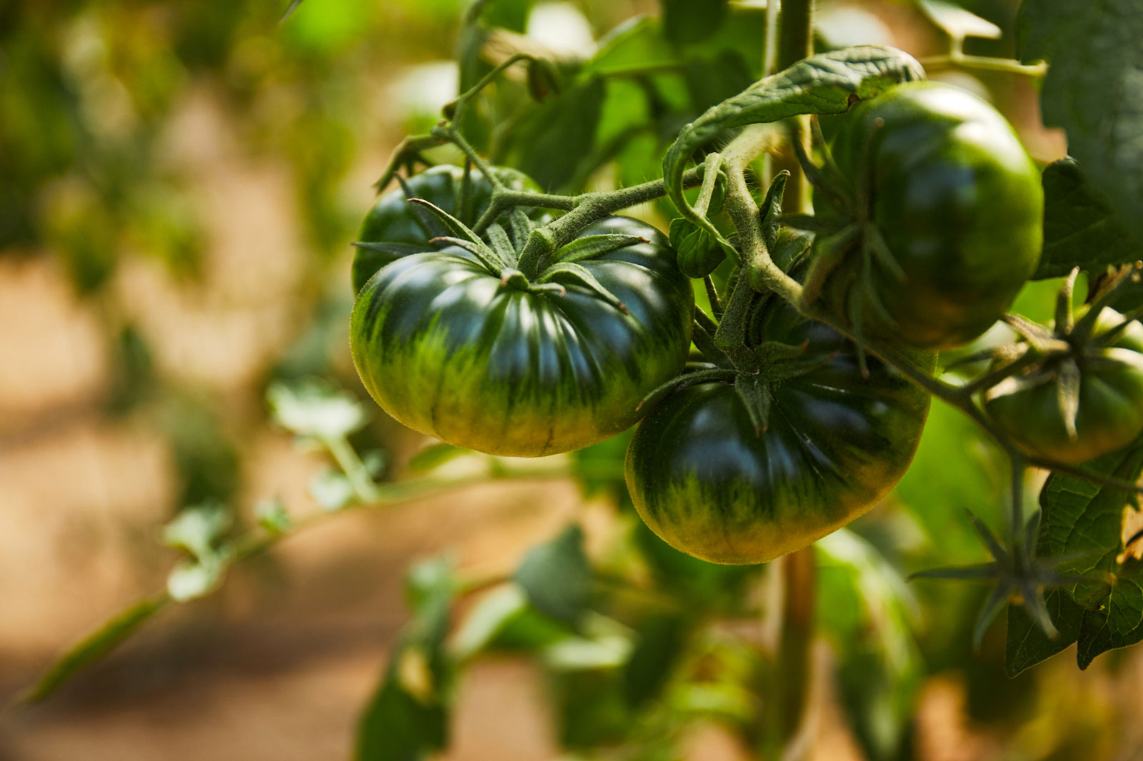El cultivo del tomate RAF: tips y consejos para una cosecha exitosa